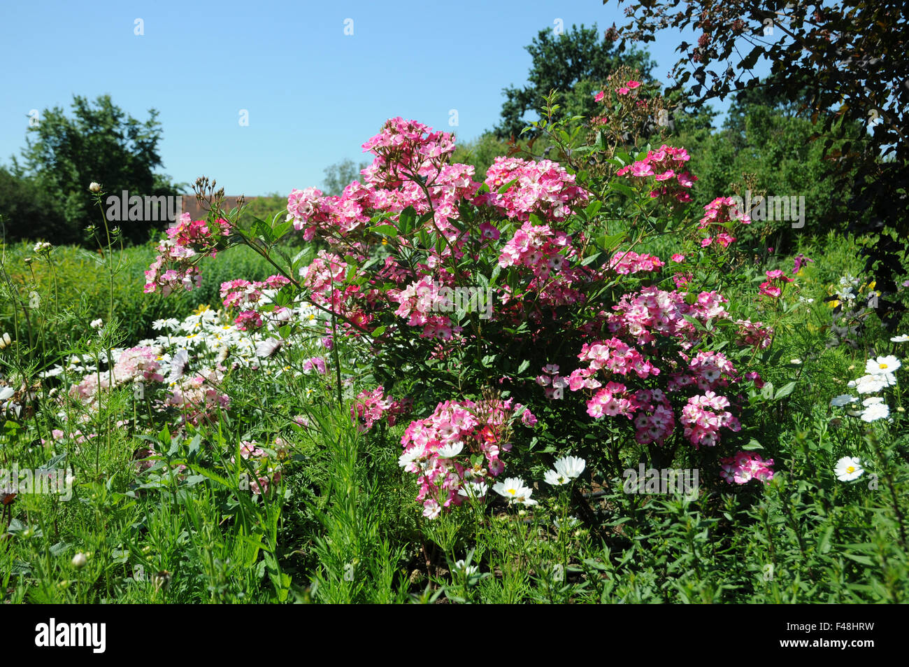 Rose rosa mozart hi-res stock photography and images - Alamy
