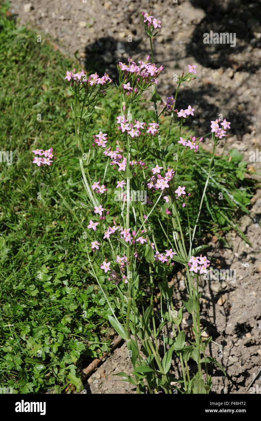Common centaury and european centaury hi-res stock photography and ...