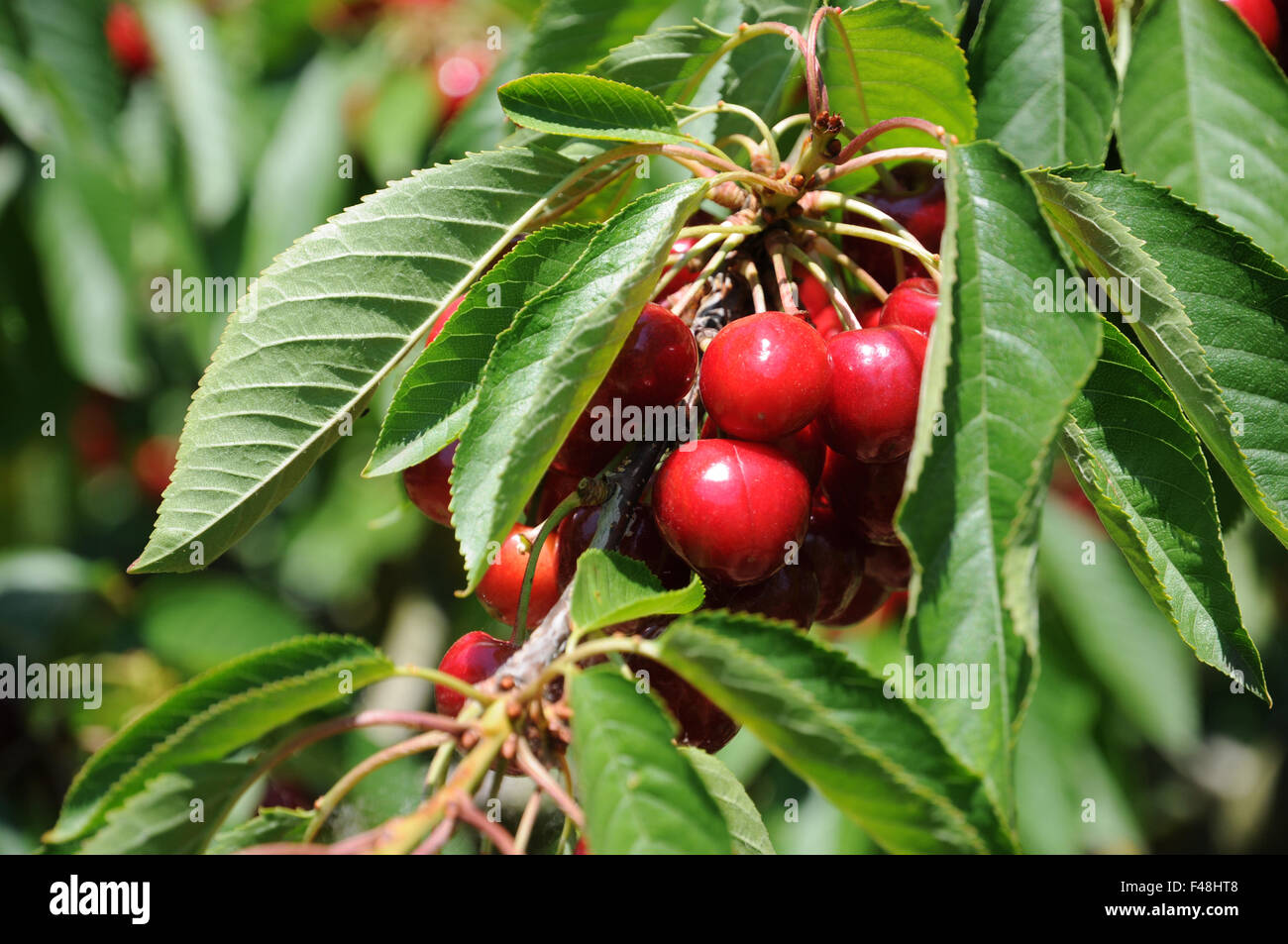 Lapins cherry hi-res stock photography and images - Alamy