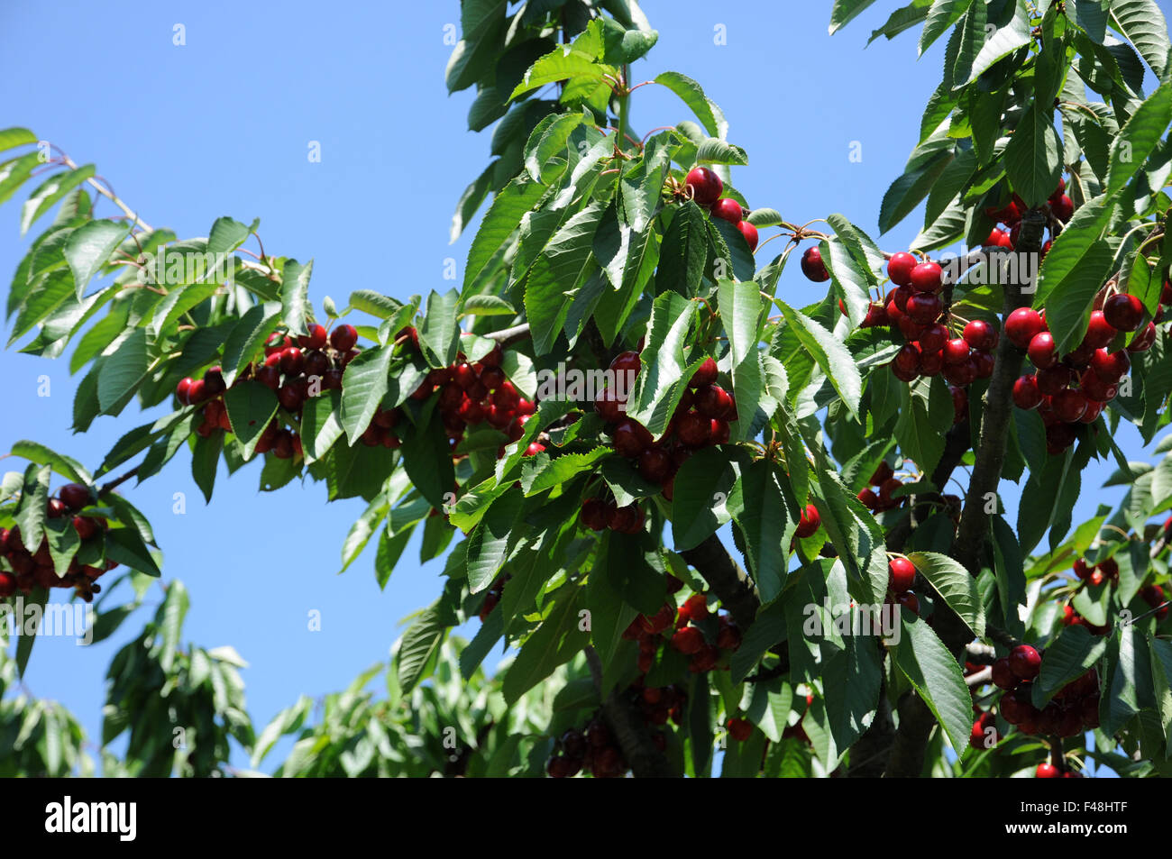 Sweet cherry tree Stock Photo - Alamy
