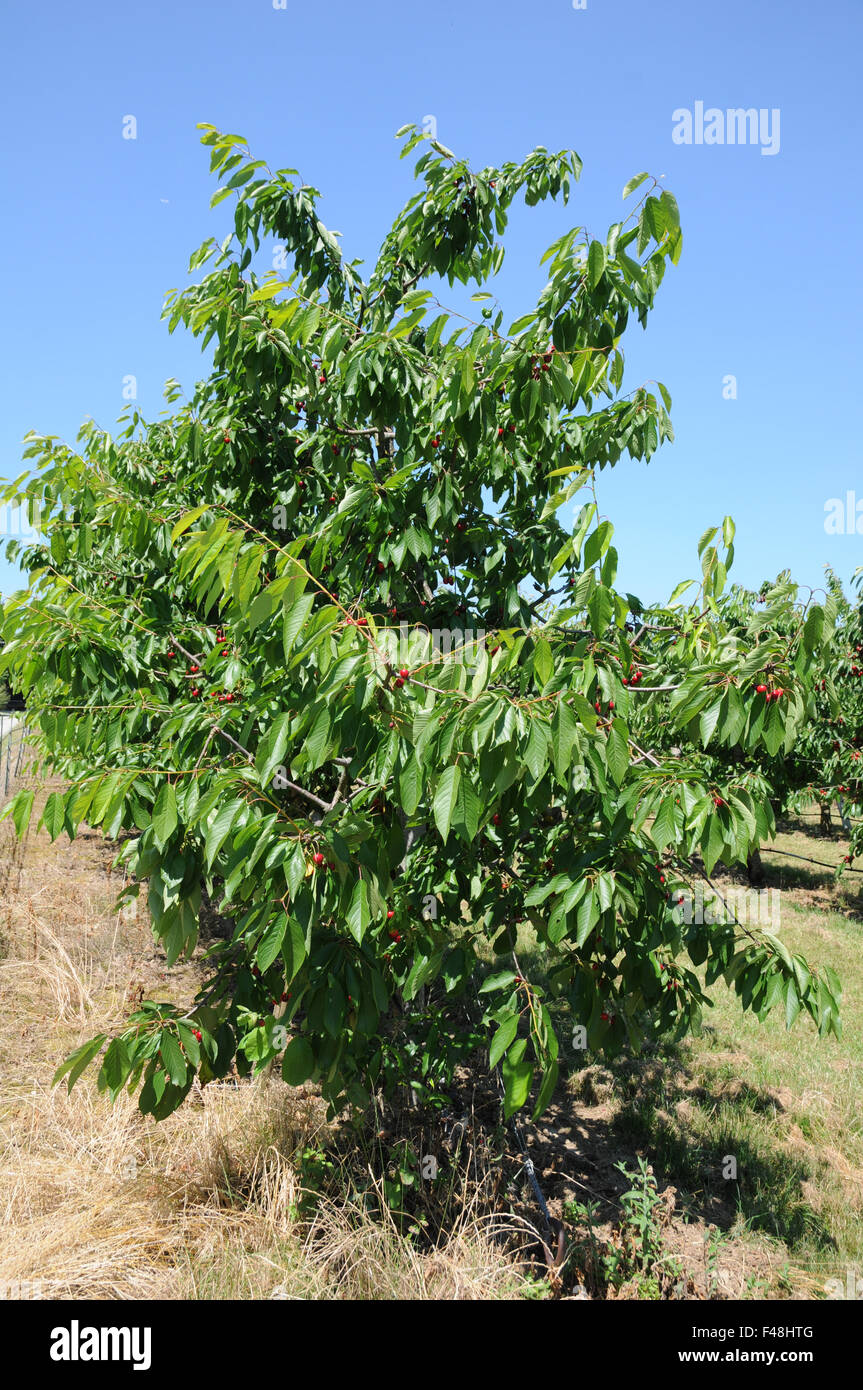 Sweet cherry tree Stock Photo - Alamy