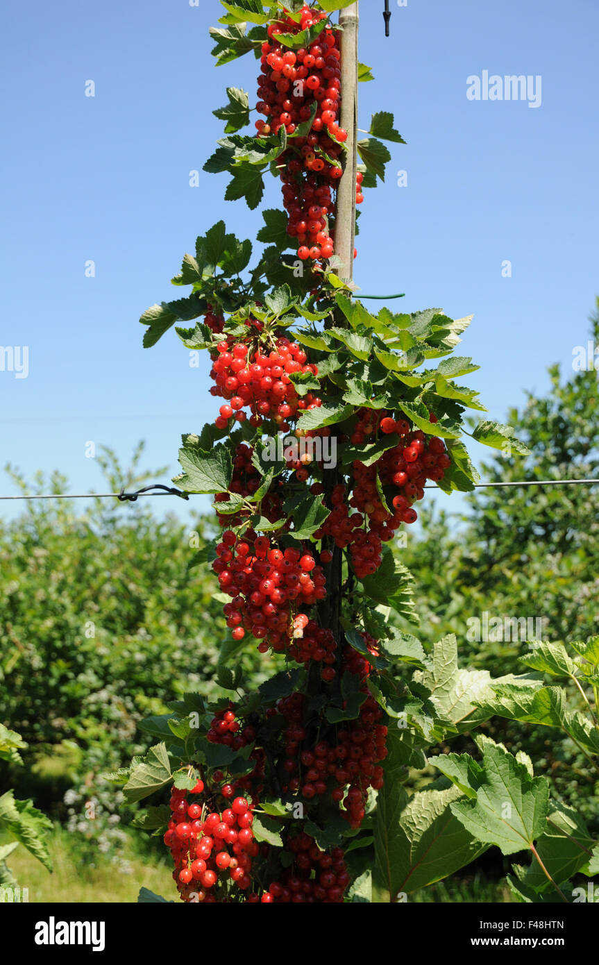 Redcurrants flowering hi-res stock photography and images - Alamy