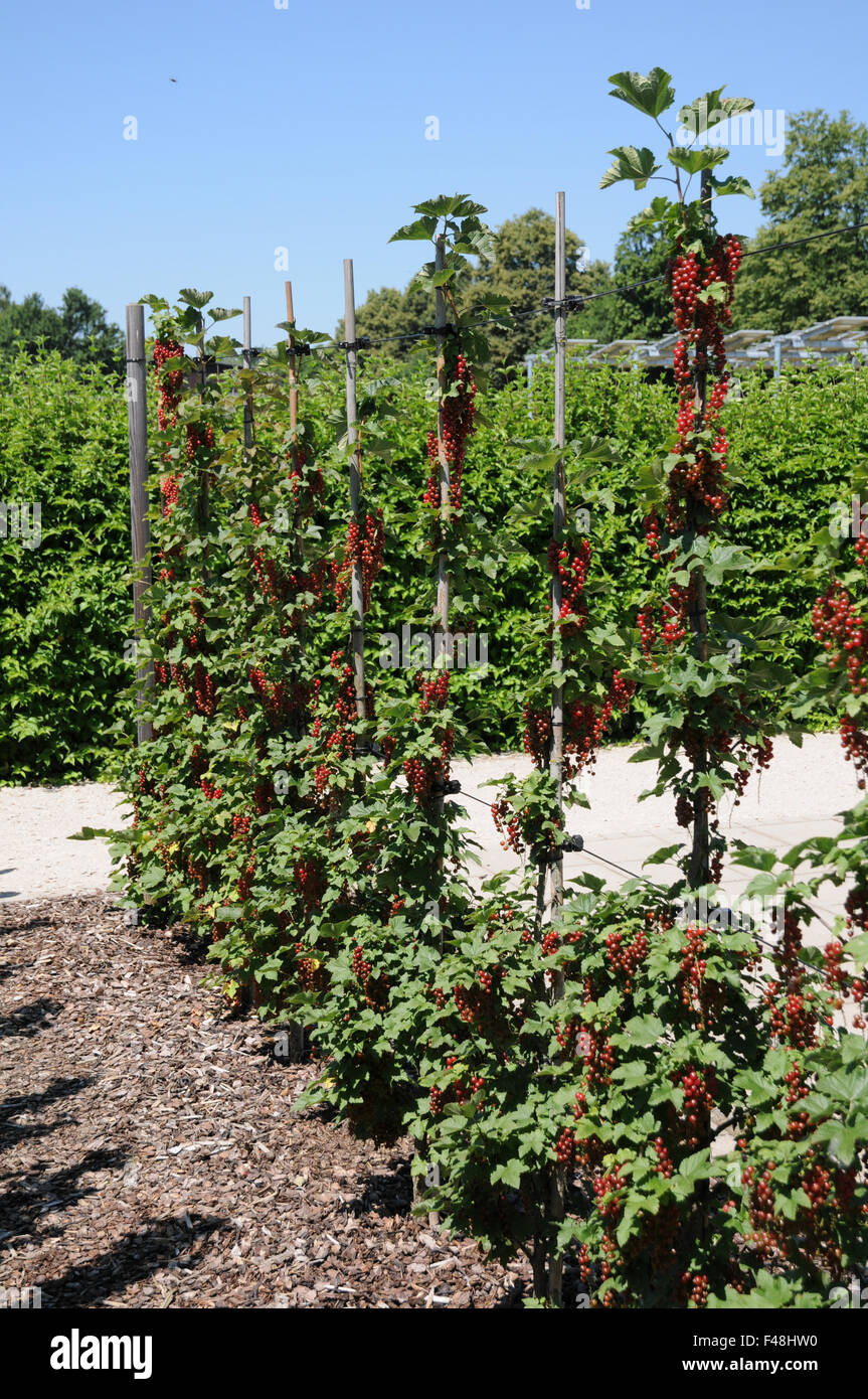 Redcurrant red poll hi-res stock photography and images - Alamy