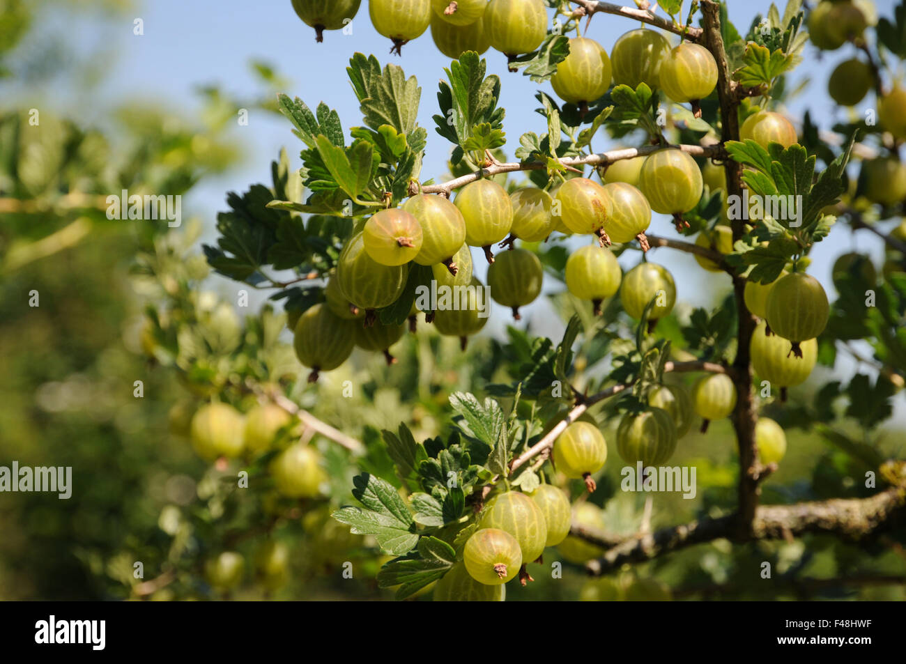 Gooseberry invicta hi-res stock photography and images - Alamy