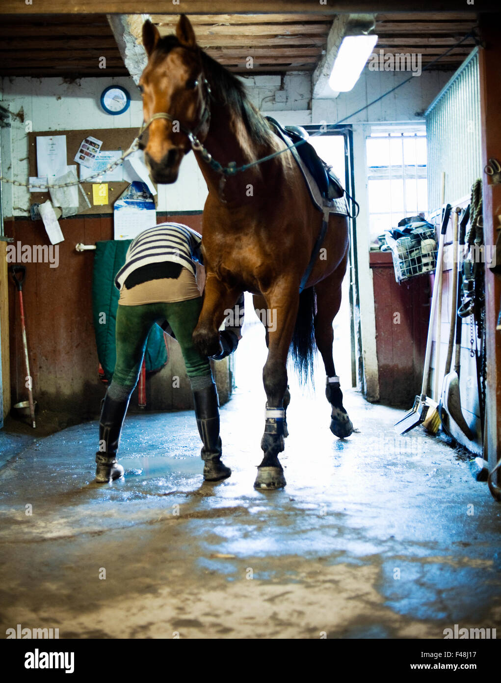 Young horses in stable hi-res stock photography and images - Alamy