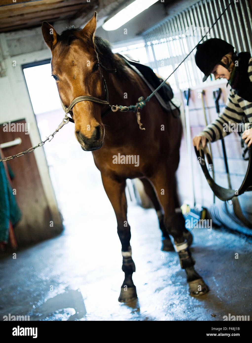 Woman with a horse in the stable, Sweden Stock Photo - Alamy