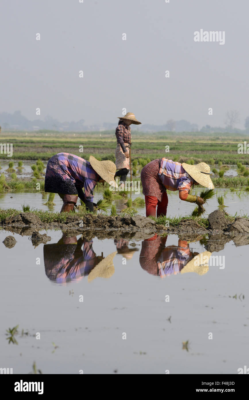 ASIA MYANMAR NYAUNGSHWE RICE FIELD Stock Photo - Alamy