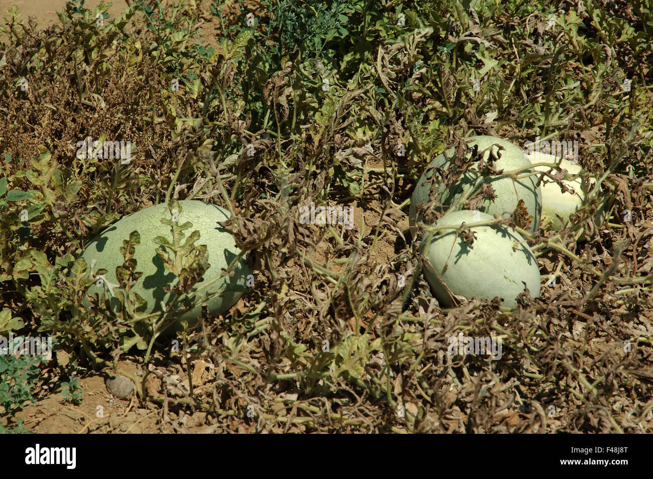 Watermelons in a Greek farmer's vineyard. Lemnos island, Greece Stock ...