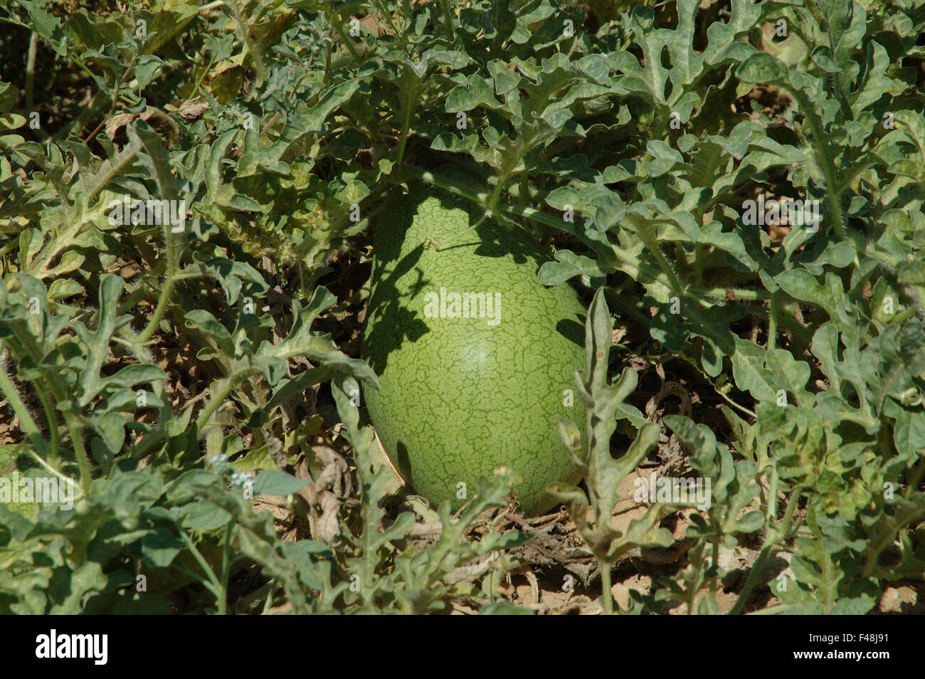 Watermelon fruit and leaves closeup shot. Lemnos island, Greece Stock ...