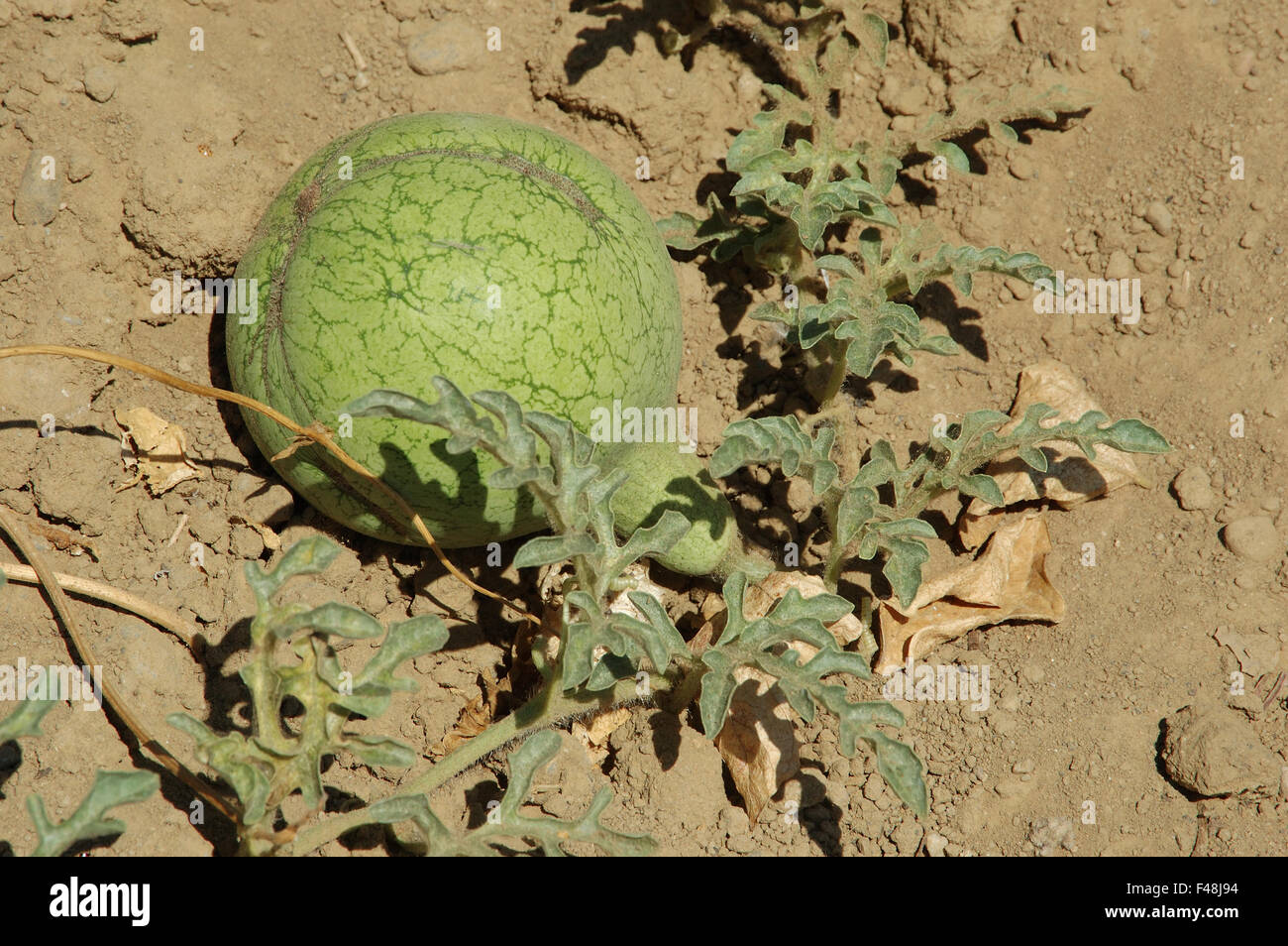 Watermelons melons tropical leaves hi-res stock photography and images ...