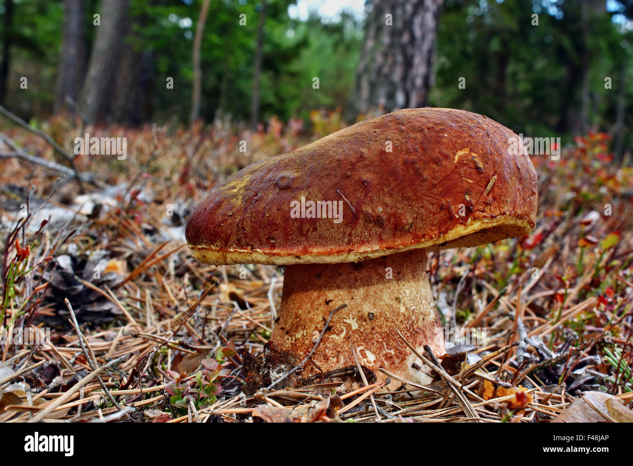 Beautiful boletus pinophilus edible mushroom in the forest Stock Photo ...