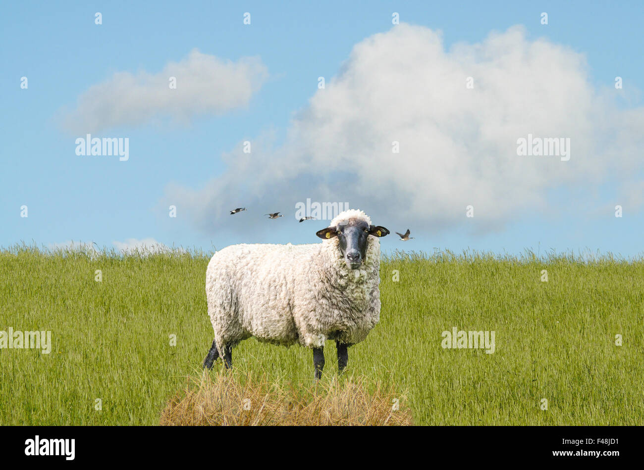 Fat sheep hi-res stock photography and images - Alamy