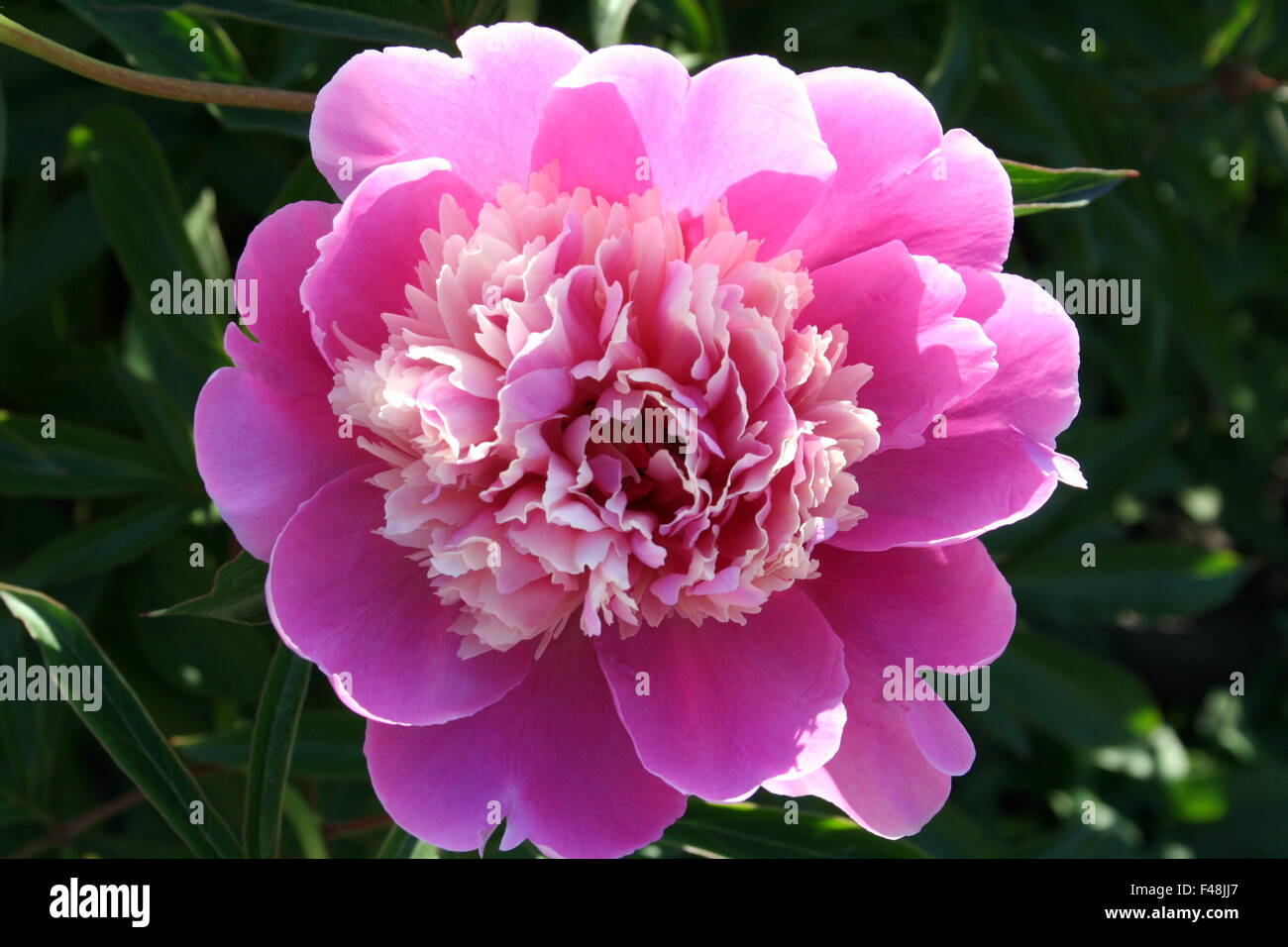 Closeup of beautiful blooming pink peony flower background Stock Photo ...