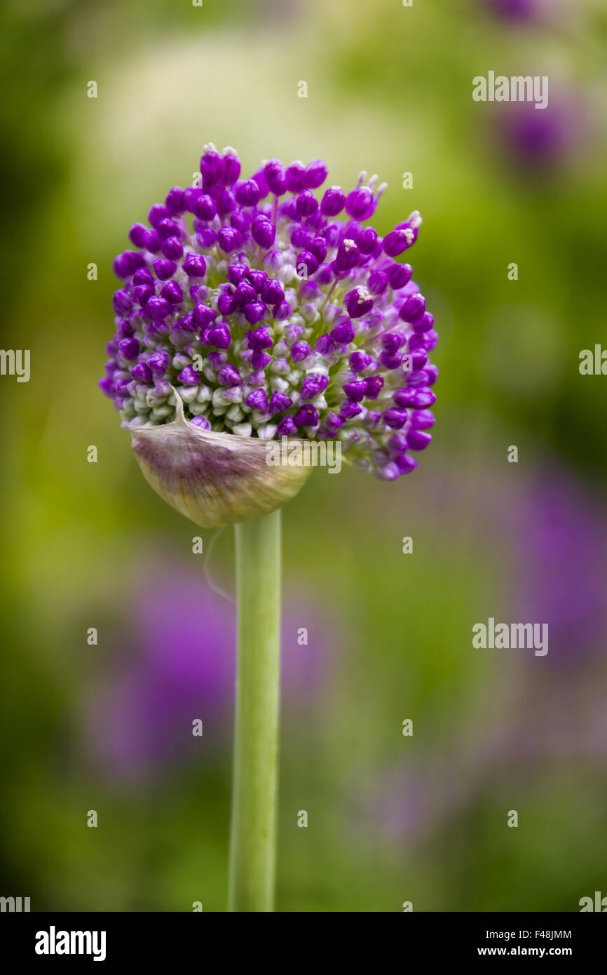 Allium lucy ball hi-res stock photography and images - Alamy