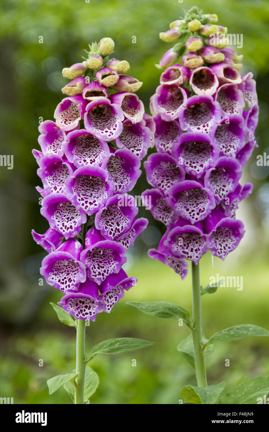 Digitalis alba hi-res stock photography and images - Alamy