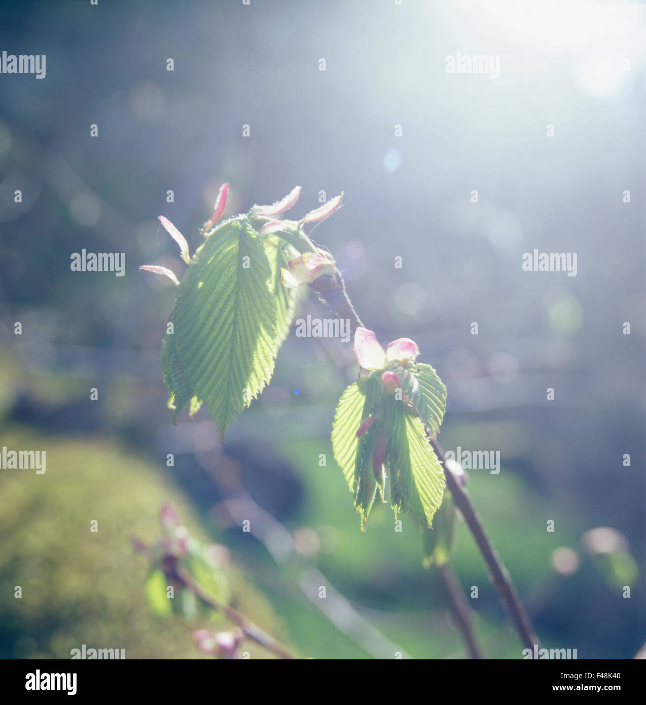 Sprout of a elm Stock Photo - Alamy