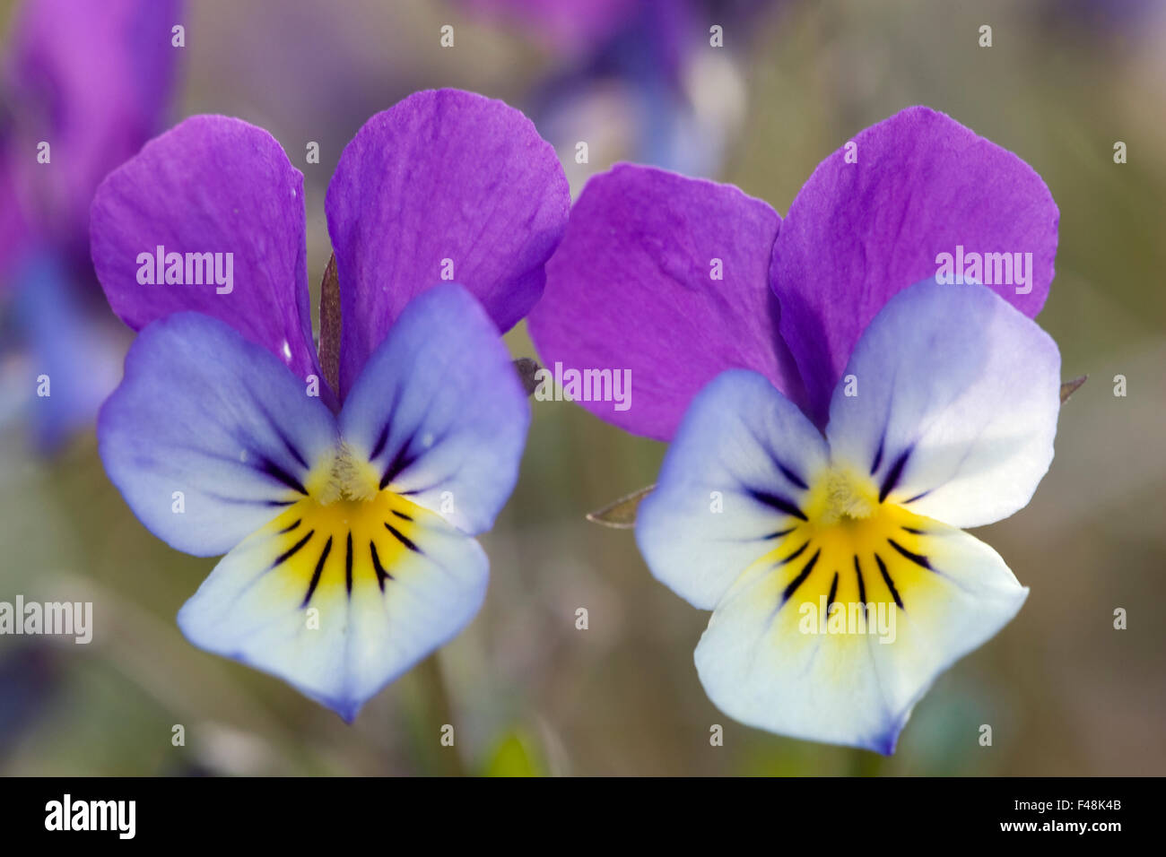 Image of wild violets hi-res stock photography and images - Alamy