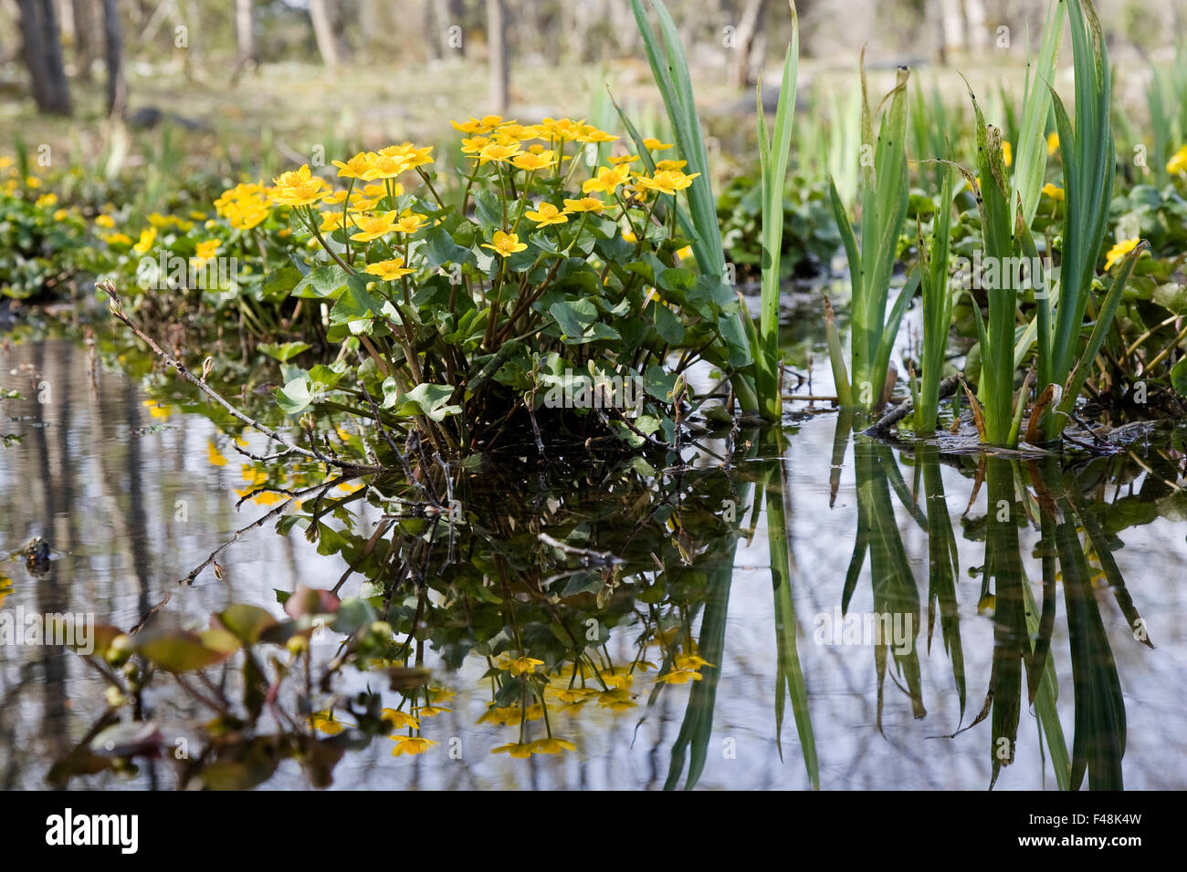 Marsh marigold at a pond Stock Photo - Alamy