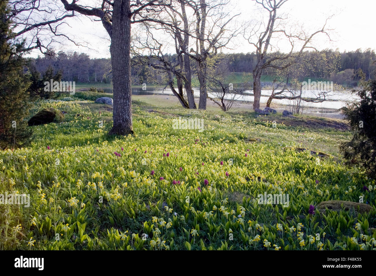 Spring meadow and trees hi-res stock photography and images - Alamy