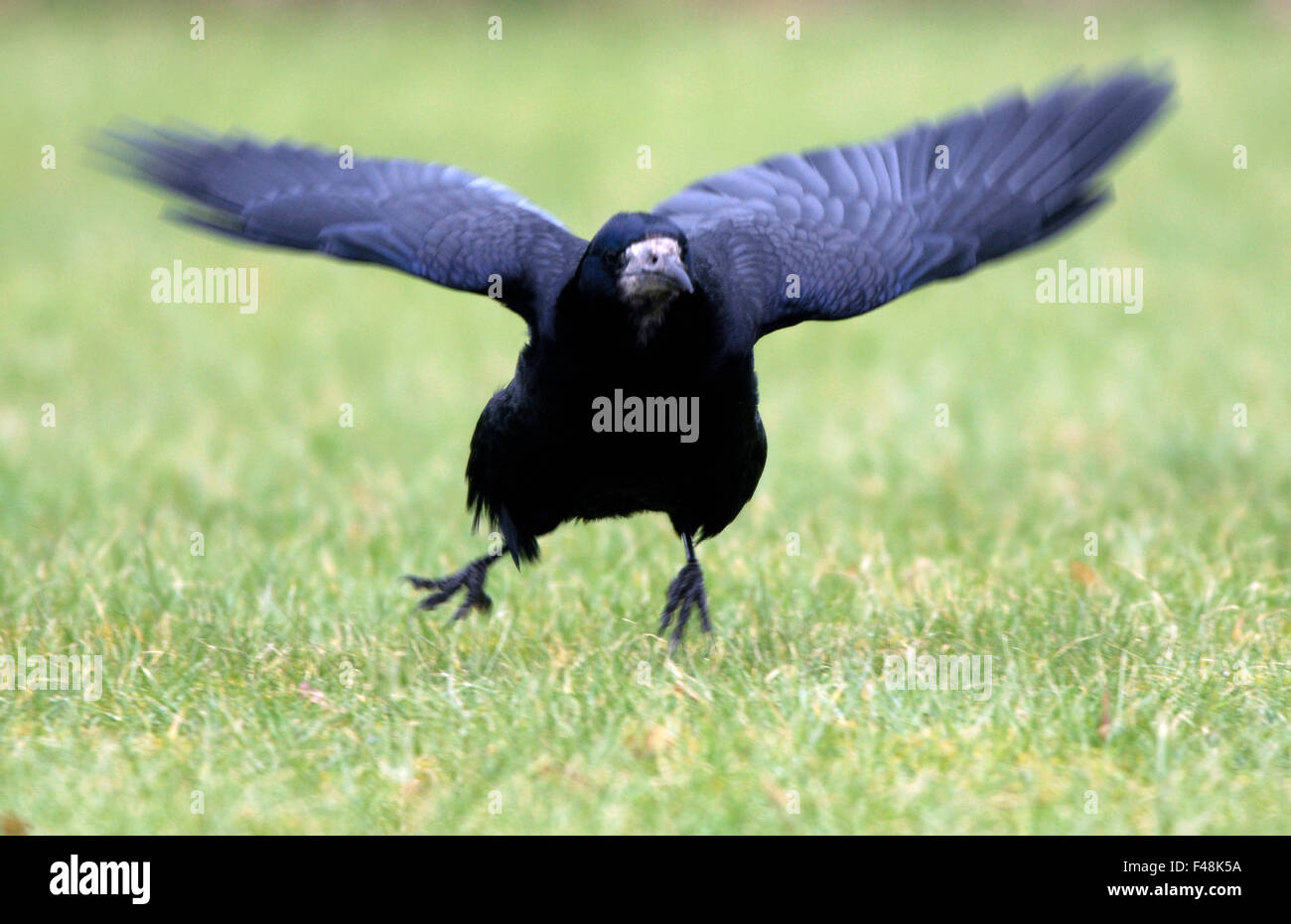 Black bird on the way to fly away Stock Photo - Alamy
