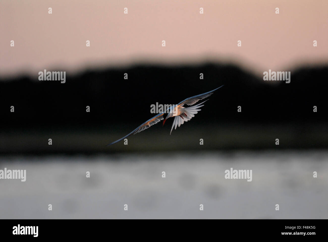 Flying dusk hi-res stock photography and images - Alamy