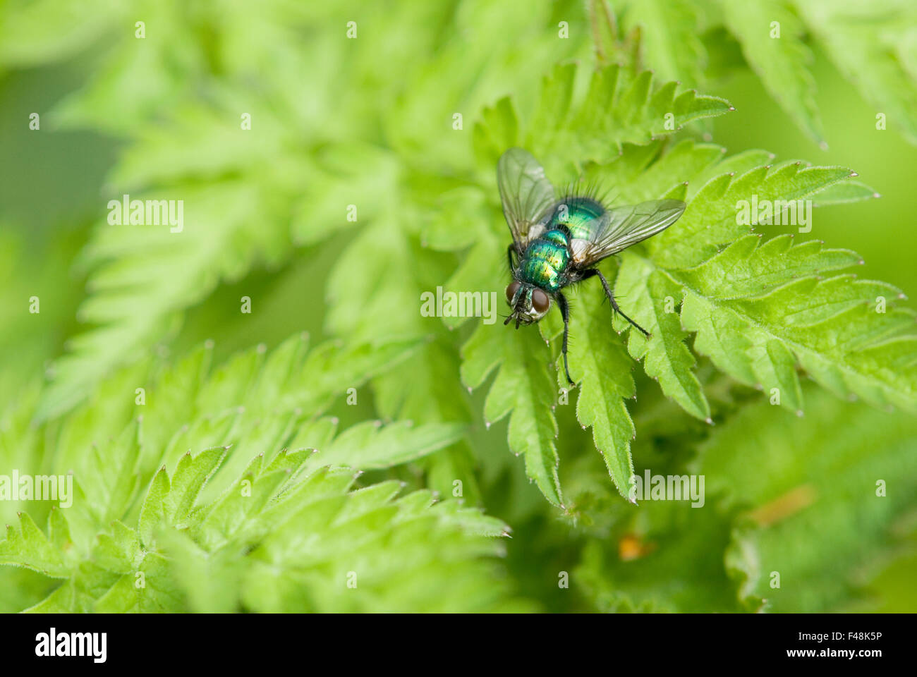 Blowfly on a fern Stock Photo - Alamy