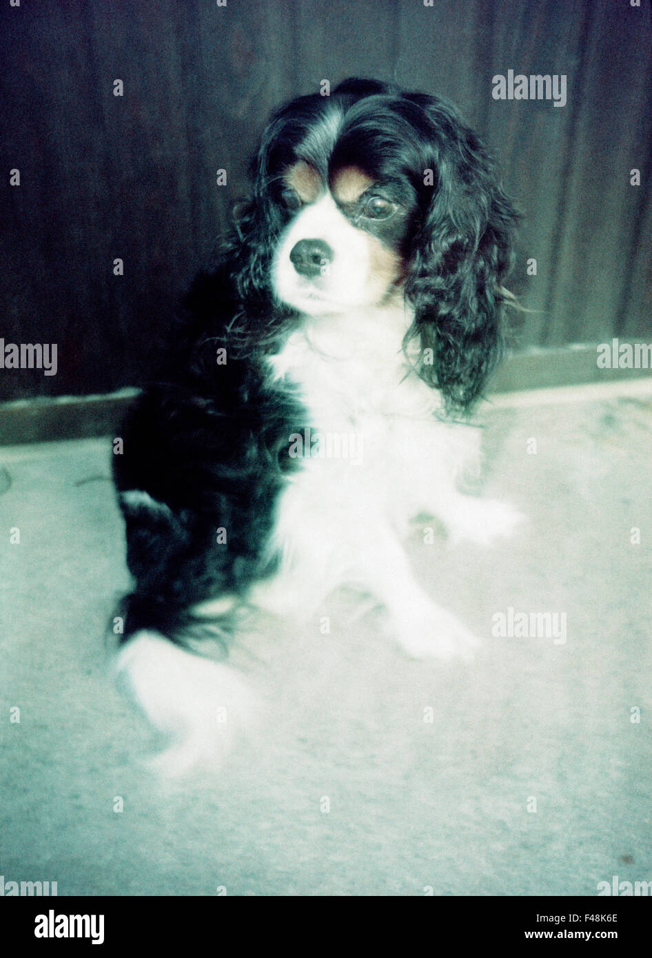 A dog, Sweden Stock Photo - Alamy