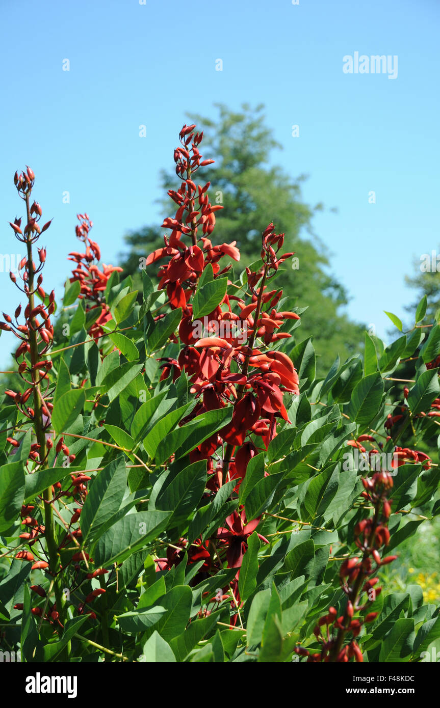 Coral tree hi-res stock photography and images - Alamy