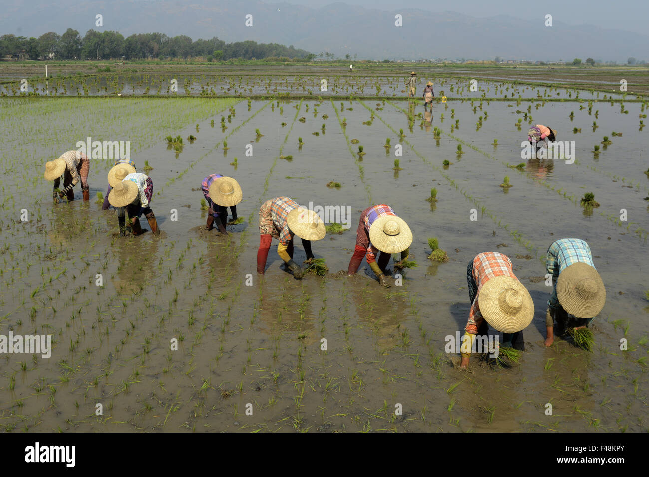 Myanmar rice field hi-res stock photography and images - Alamy