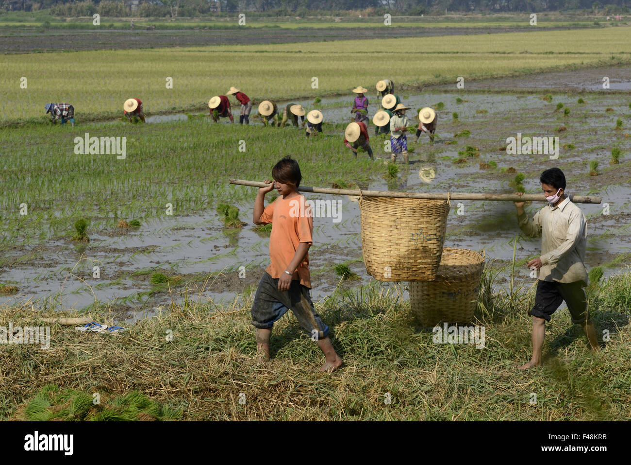 ASIA MYANMAR NYAUNGSHWE RICE FIELD Stock Photo - Alamy
