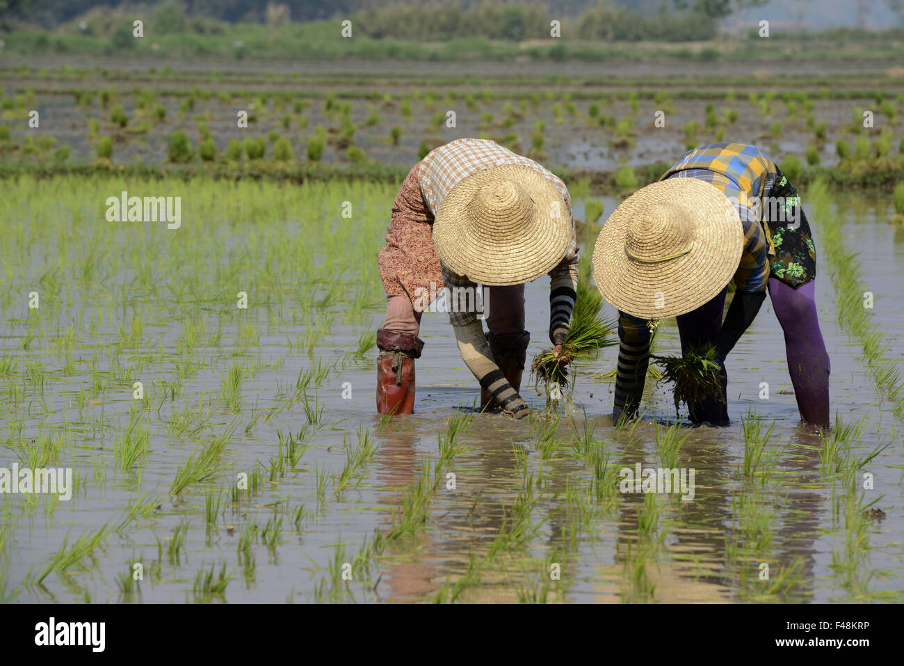 Myanmar rice field hi-res stock photography and images - Alamy
