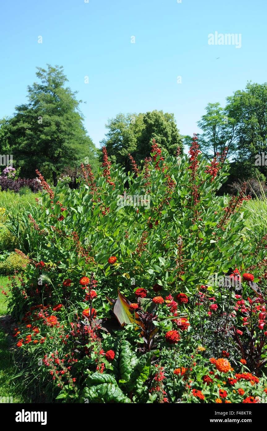Cockspur coral trees hi-res stock photography and images - Alamy