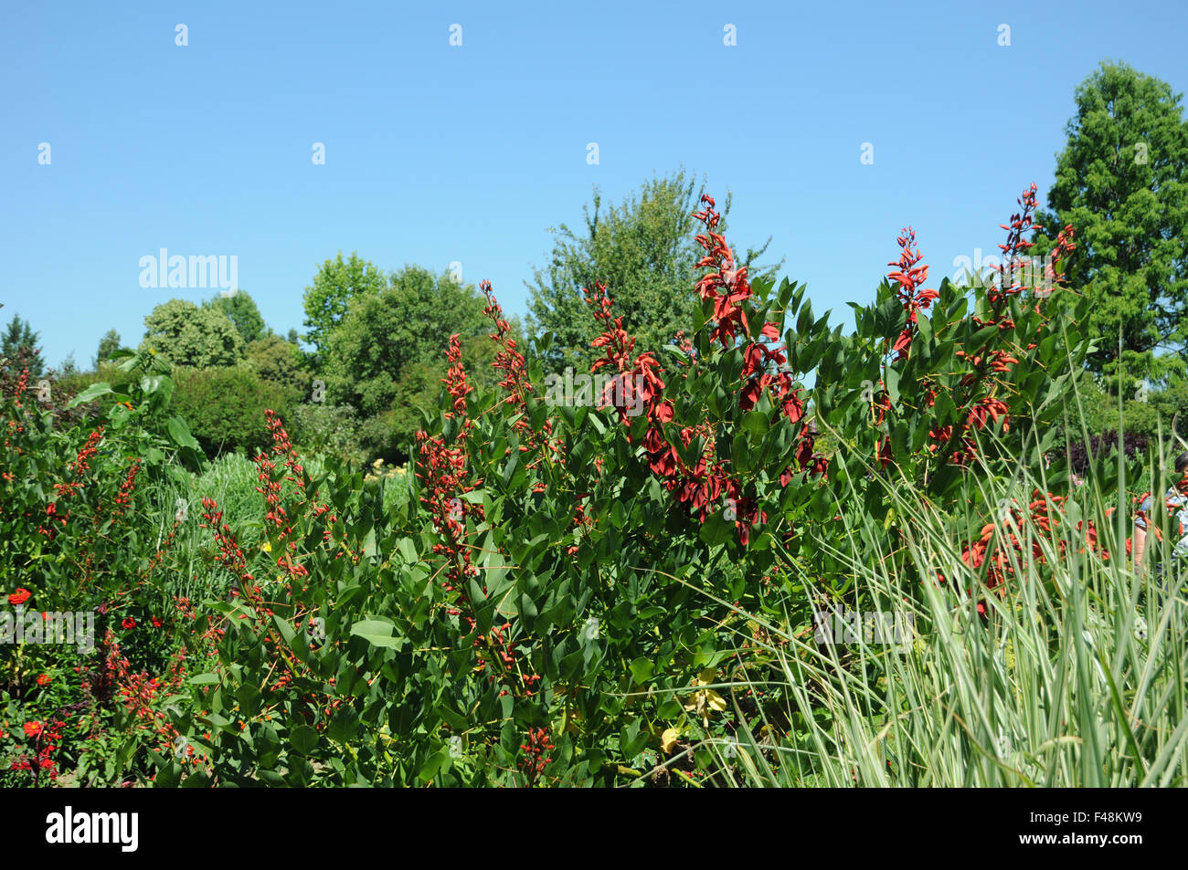 Cockspur coral tree Stock Photo - Alamy