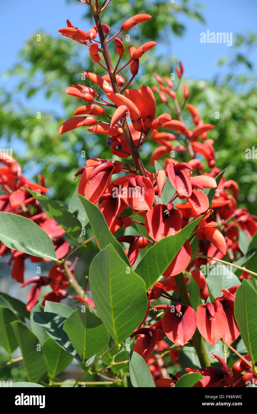 Cockspur coral tree Stock Photo - Alamy