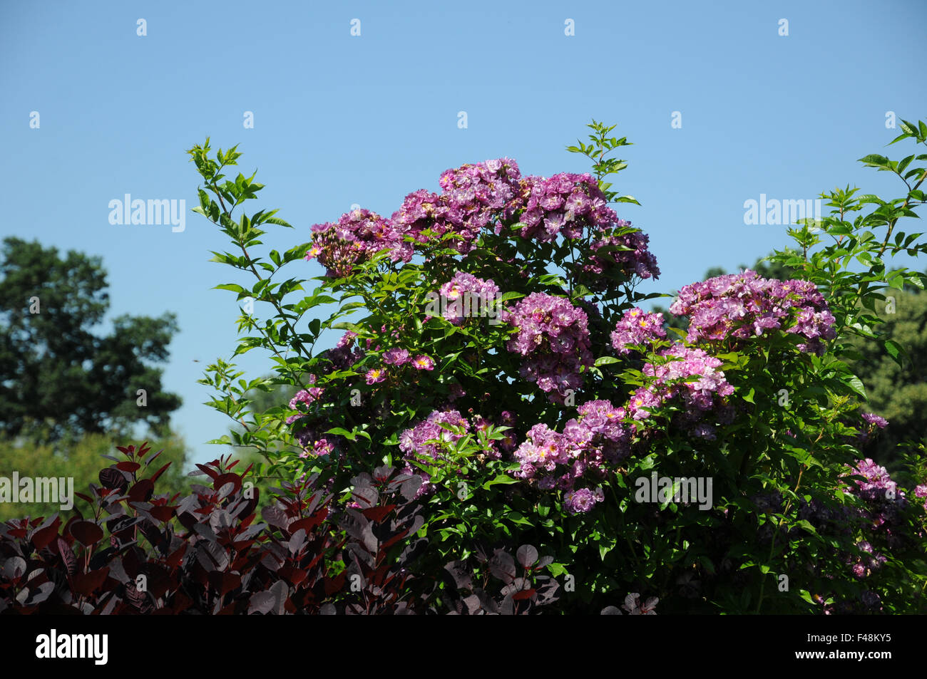 Veilchenblau Rose High Resolution Stock Photography and Images - Alamy