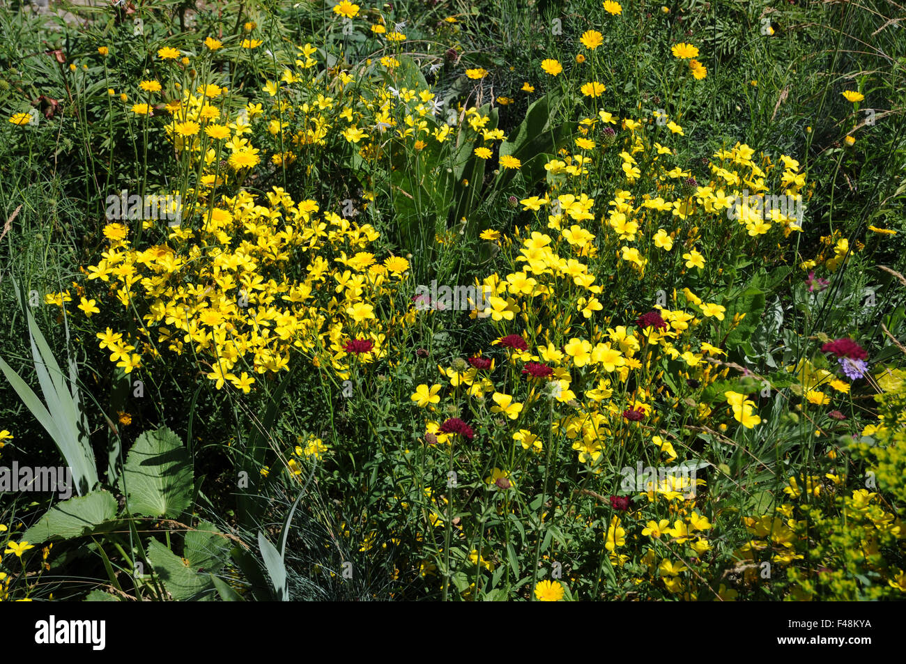 Yellow flowers golden flax linum hi-res stock photography and images ...