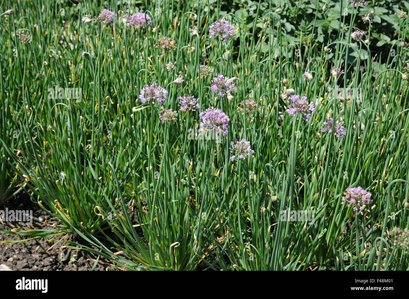 Chinese leek hi-res stock photography and images - Alamy