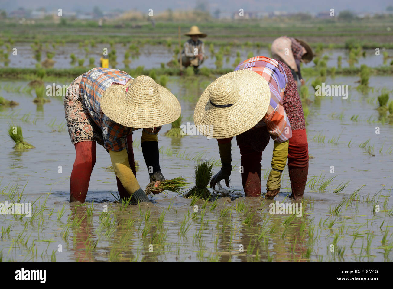 Myanmar rice field hi-res stock photography and images - Alamy