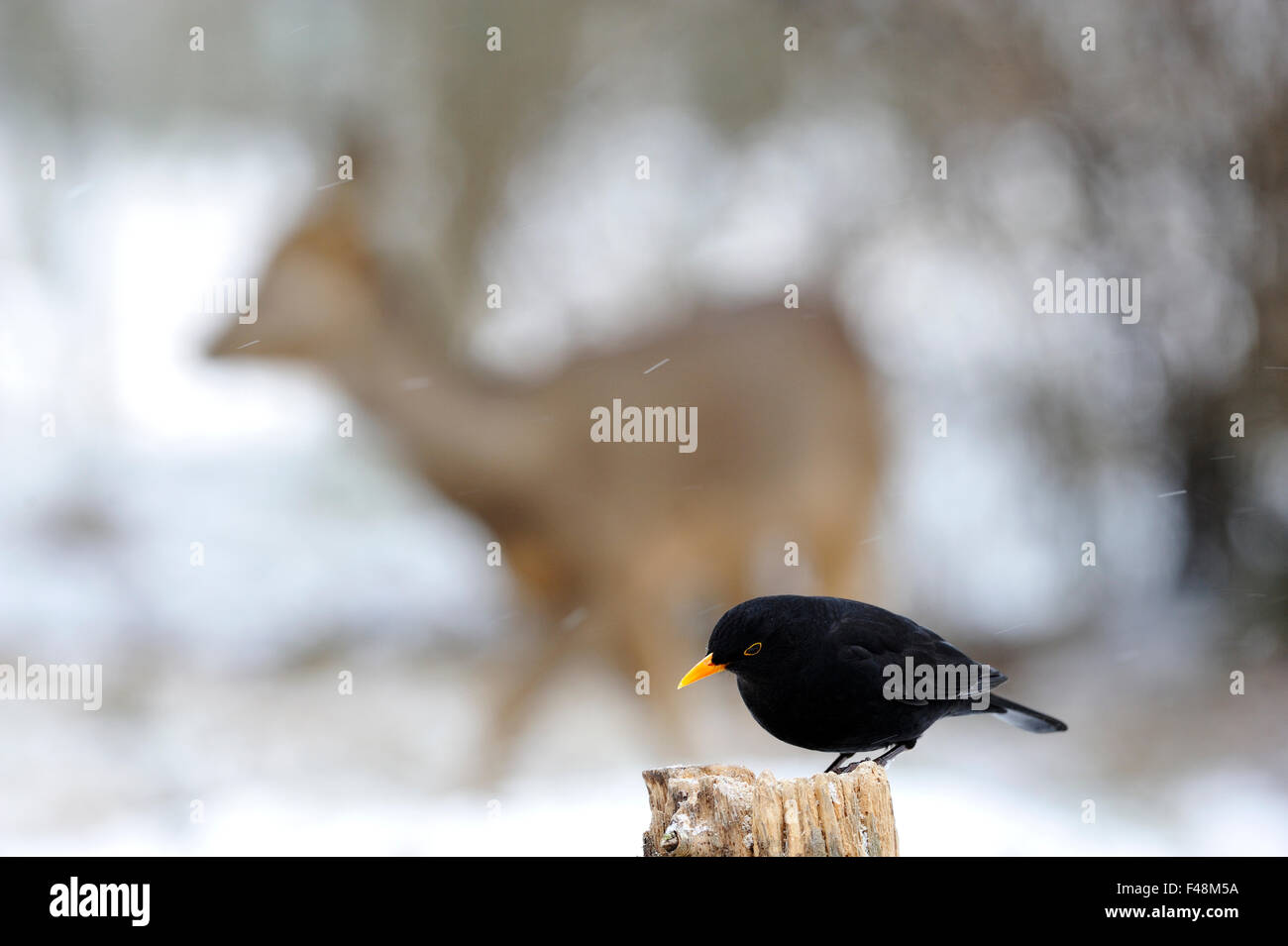 Black bird and a roe deer Stock Photo - Alamy