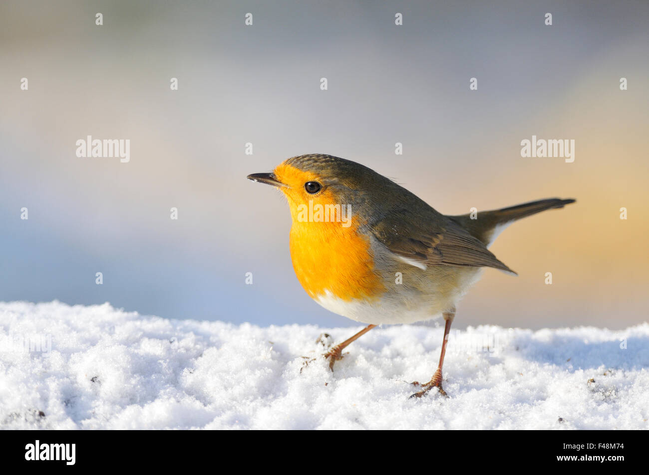 Redbreast hi-res stock photography and images - Alamy