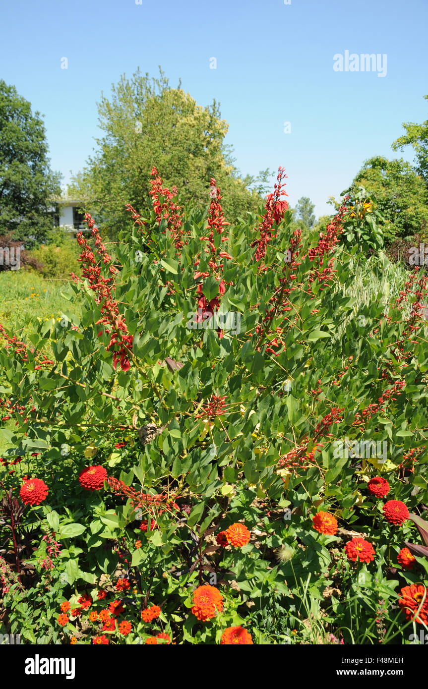 Cockspur coral tree Stock Photo - Alamy