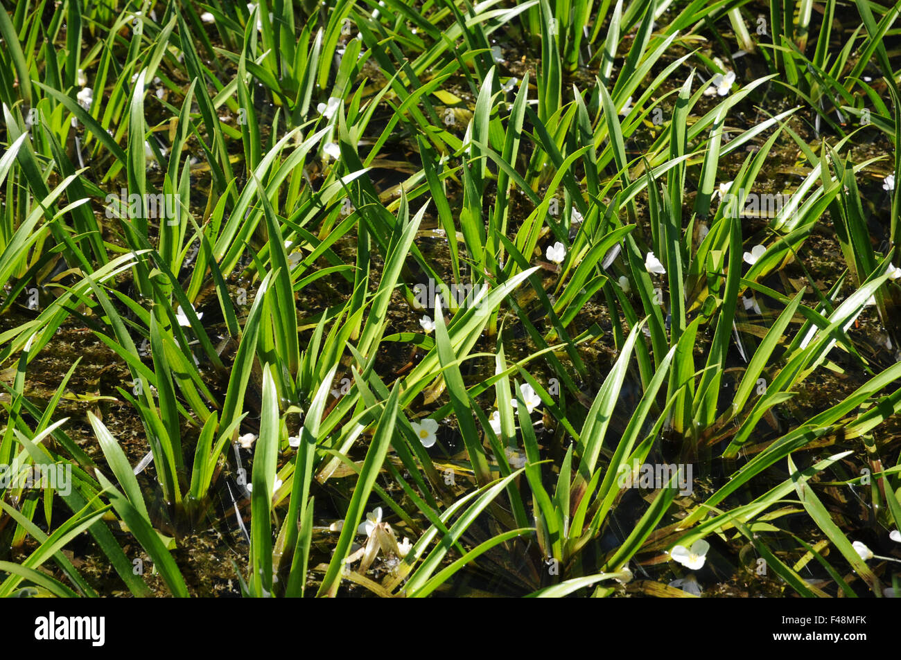 Water soldier plant hi-res stock photography and images - Alamy