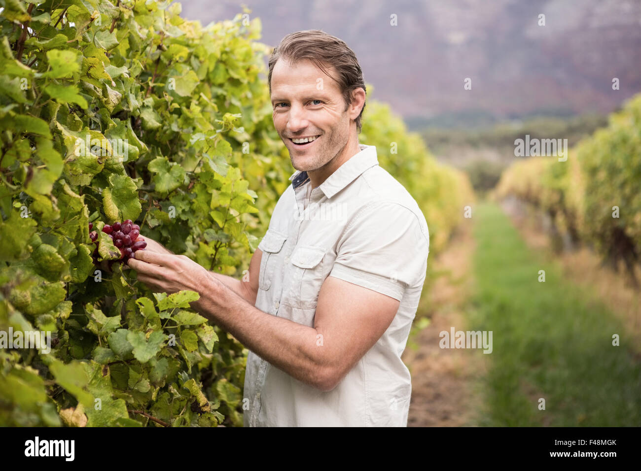 A man picking some grapes in his vineyard Stock Photo - Alamy