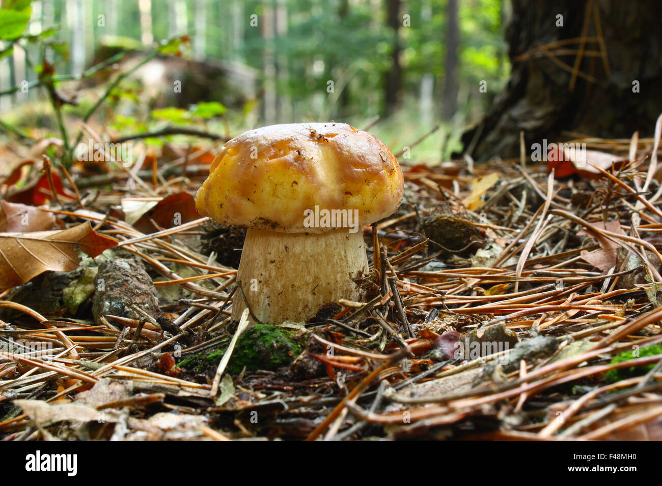 Boletus edulis edible mushroom in the forest Stock Photo - Alamy