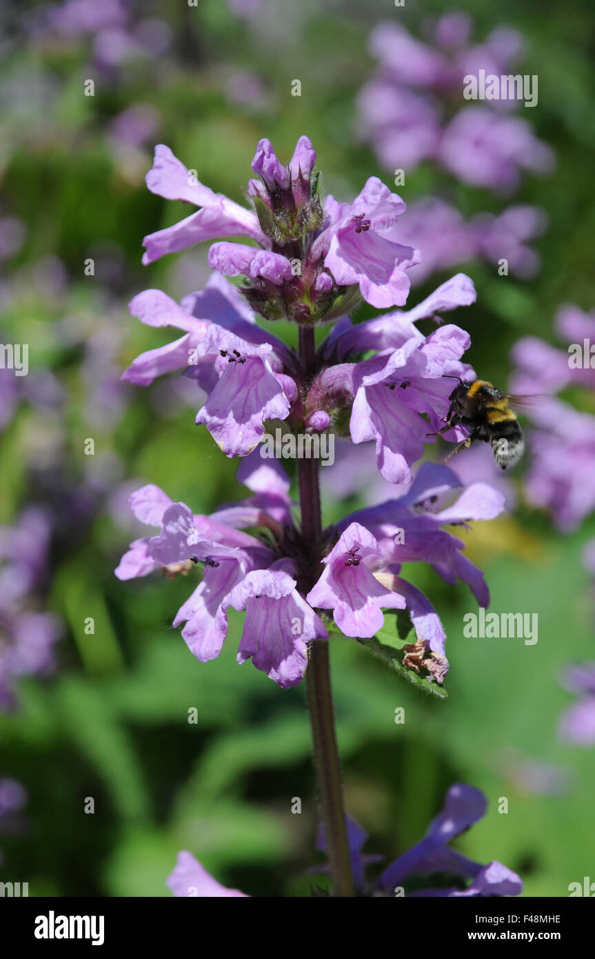 Big betony stachys grandiflora hi-res stock photography and images - Alamy