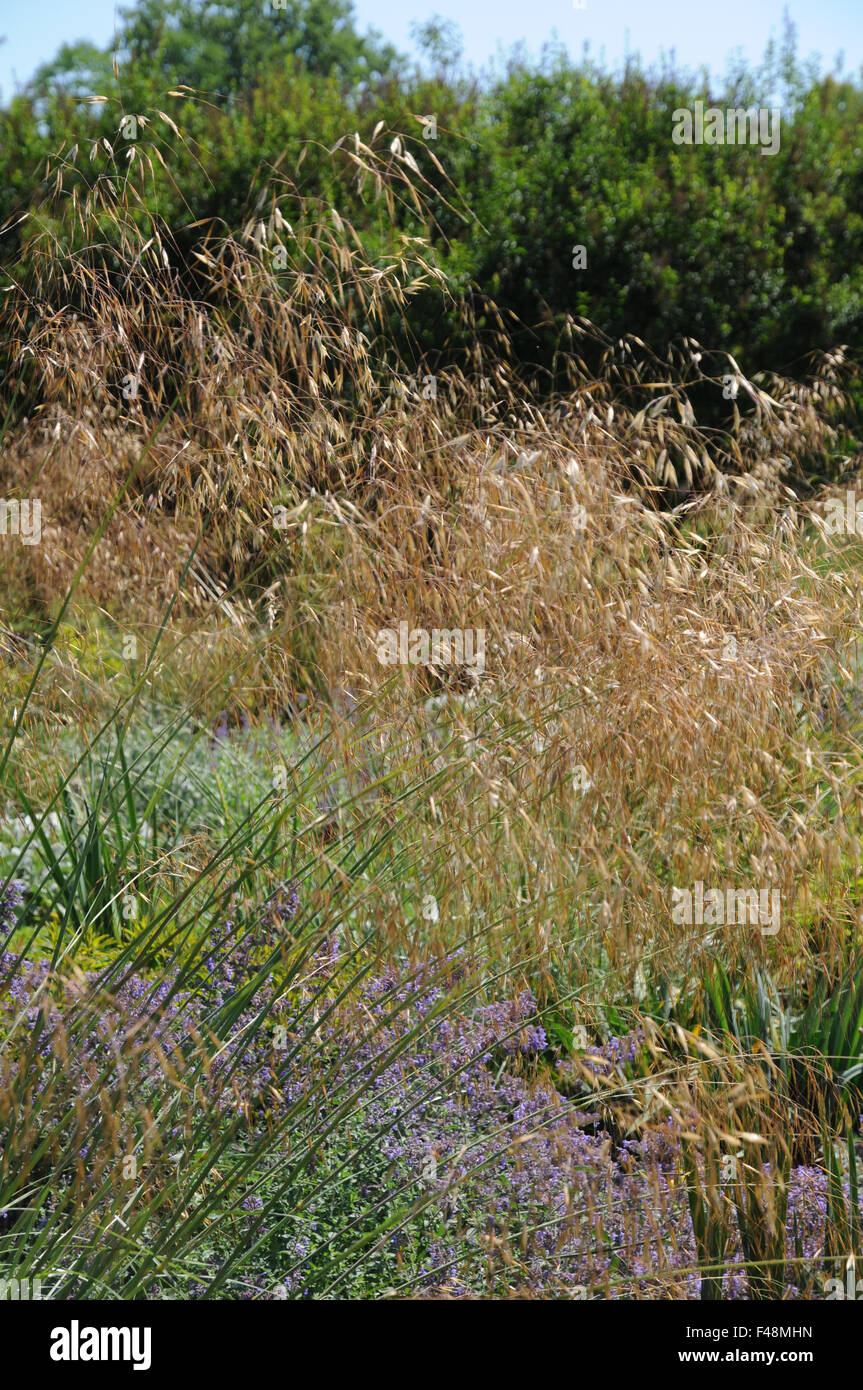 Gras riesen gras hi-res stock photography and images - Alamy