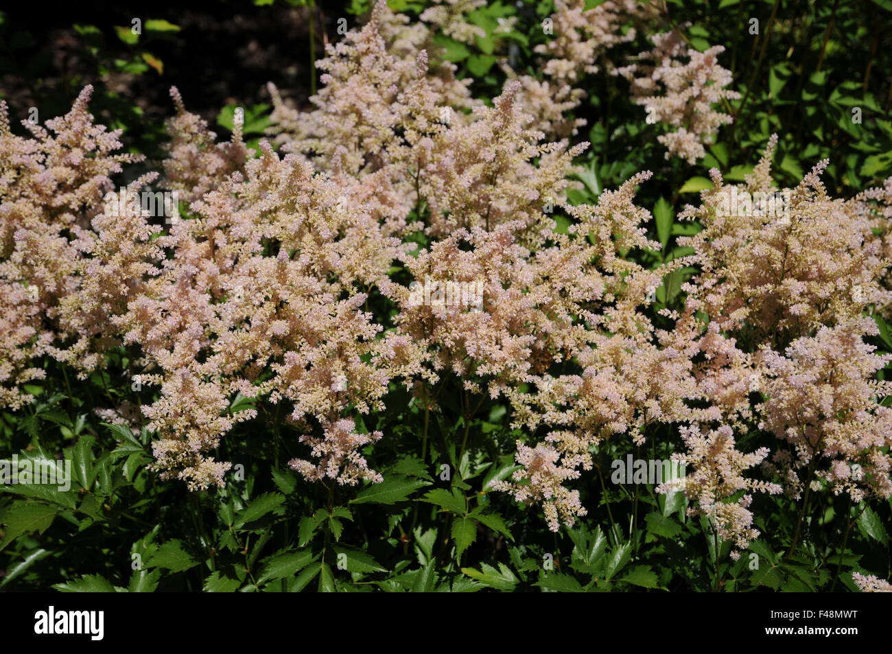 Japanese spirea hi-res stock photography and images - Alamy