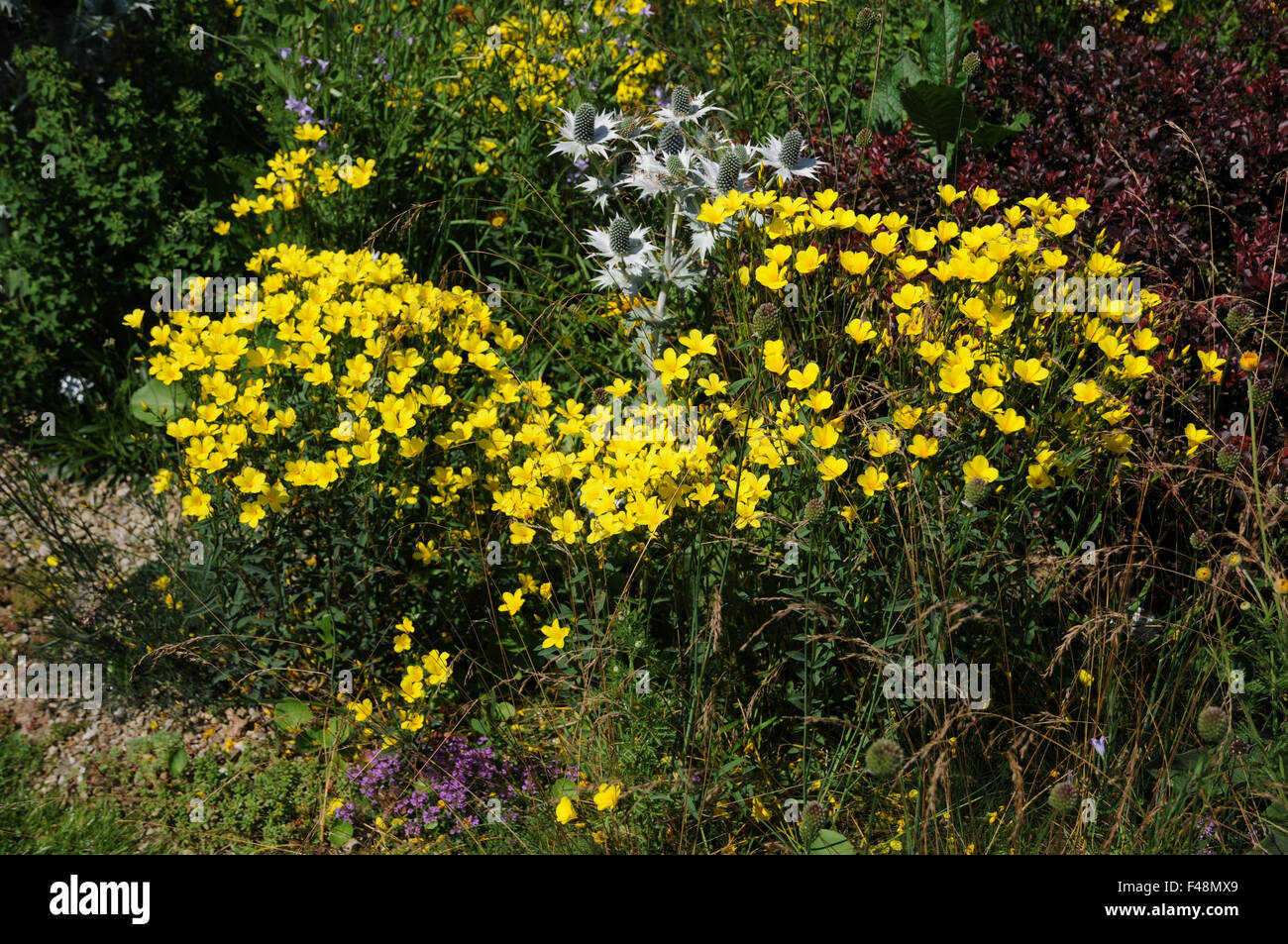 Yellow flowers golden flax linum hi-res stock photography and images ...