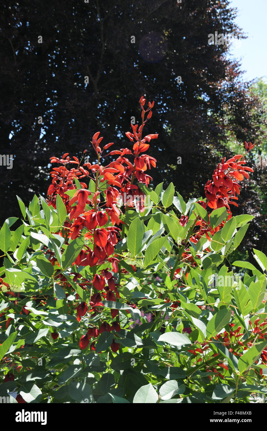 Cockspur coral tree Stock Photo - Alamy