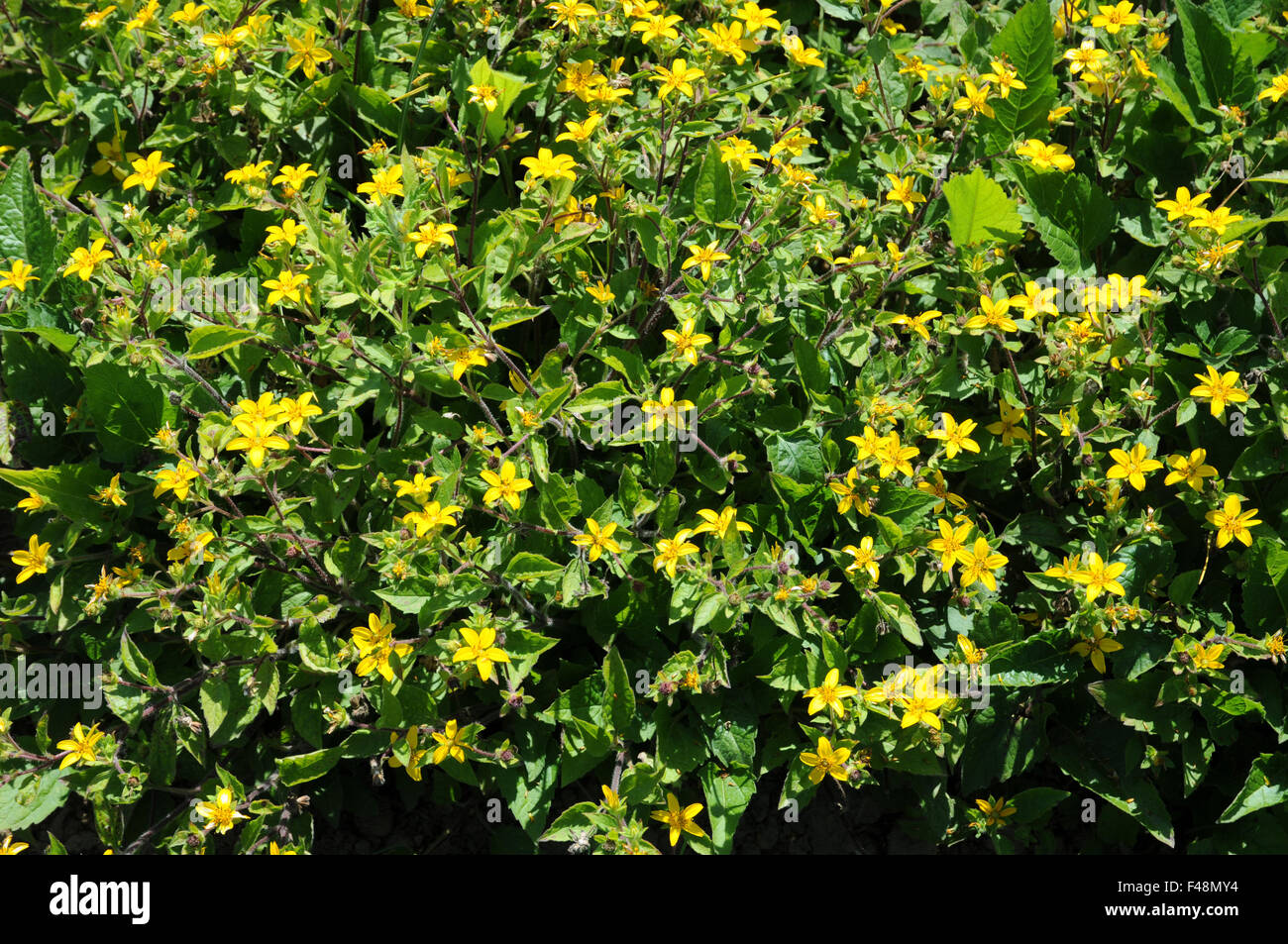 Goldenstar flower hi-res stock photography and images - Alamy